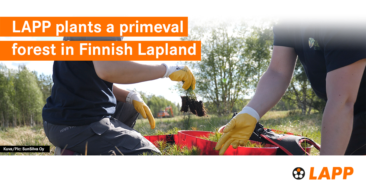 LAPP plants a primeval forest in Finnish Lapland